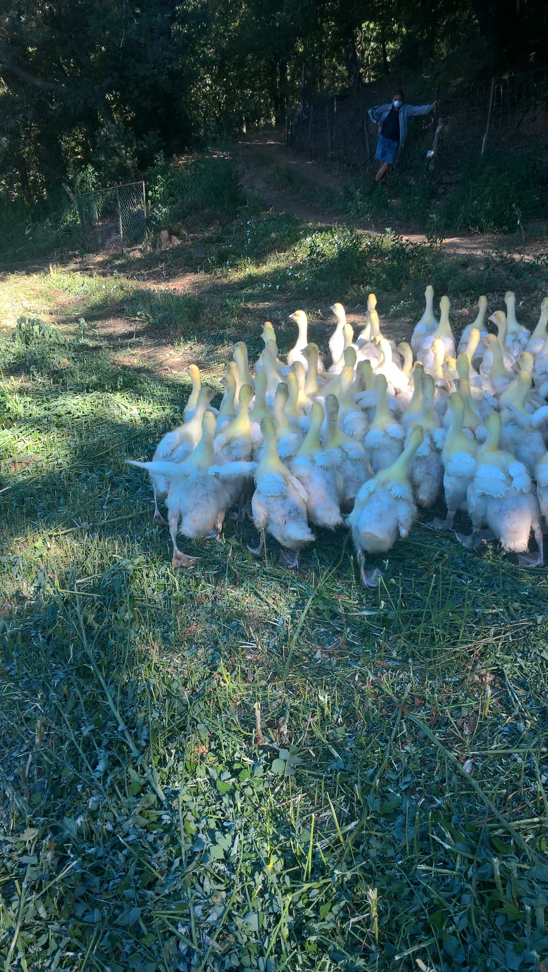 Notre ferme – Le canard bien élevé du Mas Cané